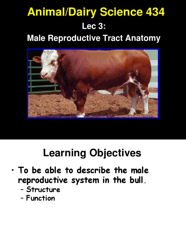 Bull Reproductive Anatomy | PDF | Testicle | Genitourinary System