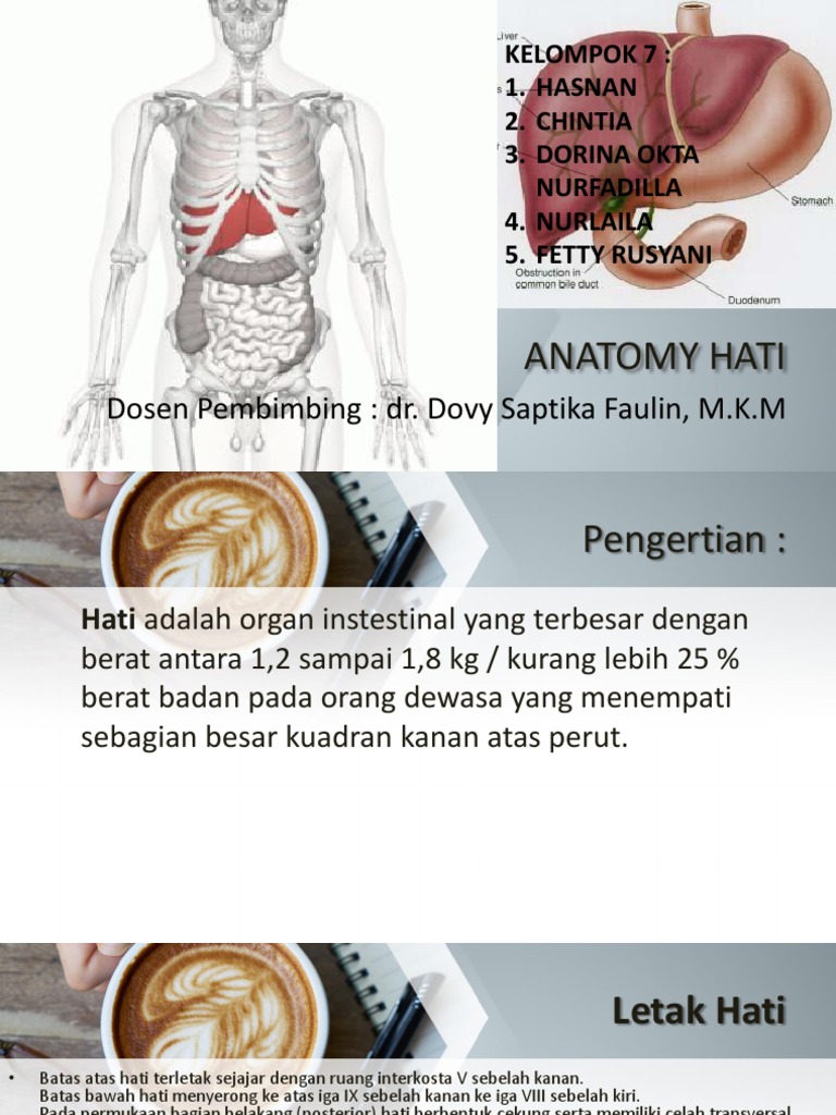 Letak Hati dalam Anatomi Manusia | PDF