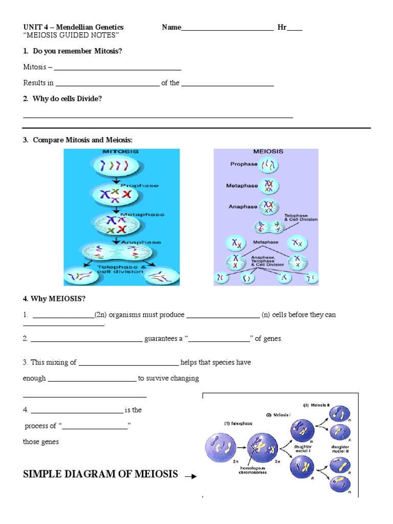 Simple Diagram of Meiosis: UNIT 4 - Mendellian Genetics Name - HR | PDF ...