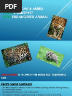 Amur Leopard English Presentation | PDF | Endangered Species | Leopard