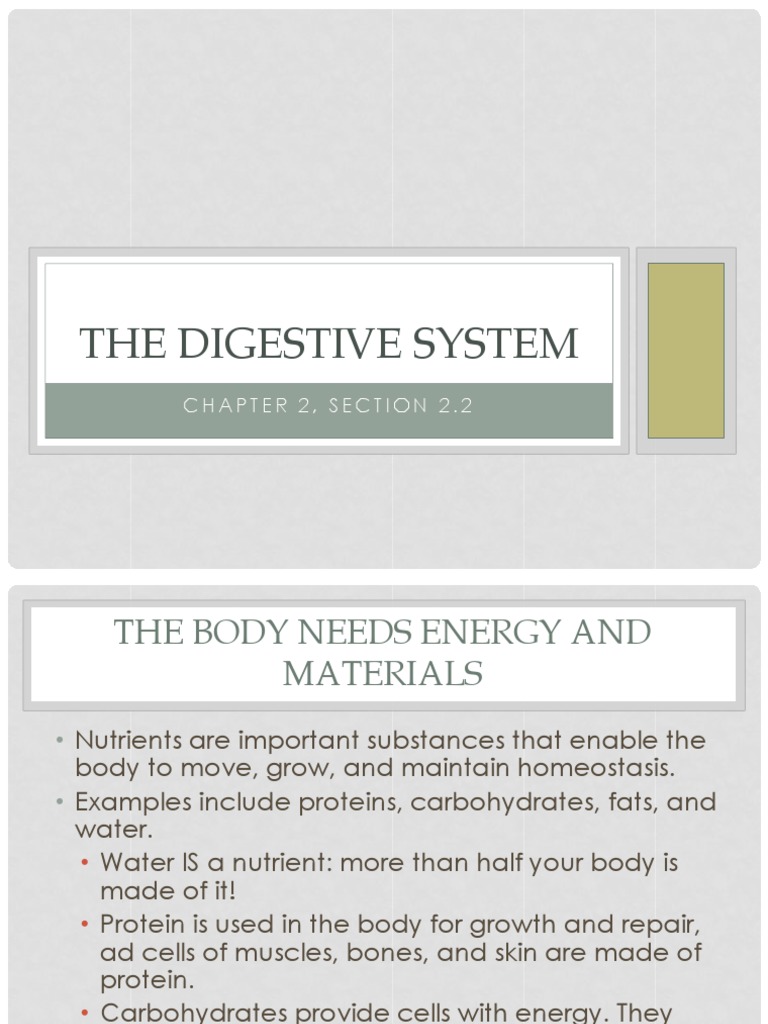The Digestive System: Chapter 2, Section 2.2 | PDF | Digestion | Human ...