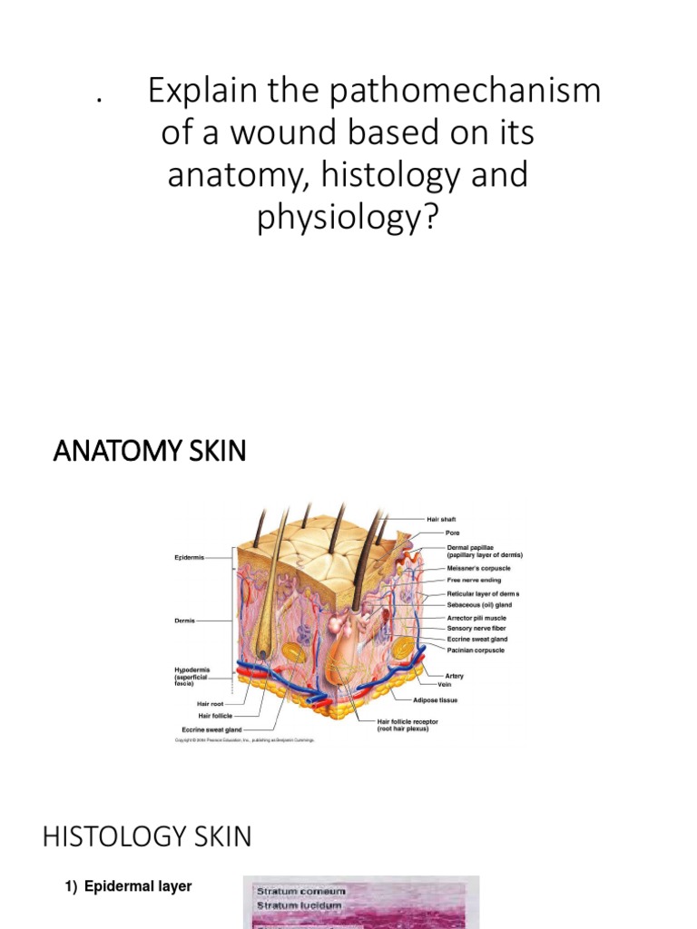 Explain The Pathomechanism of A Wound Based On Its Anatomy, Histology ...