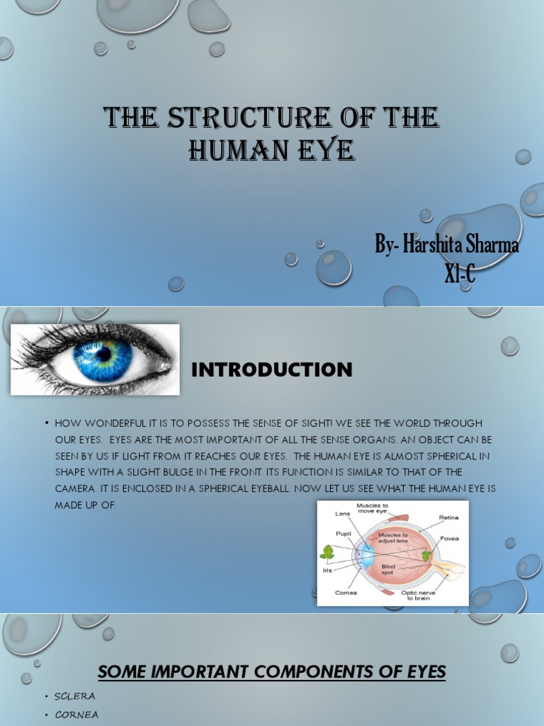 Structure of the Human Eye Explained | PDF | Human Eye | Cornea