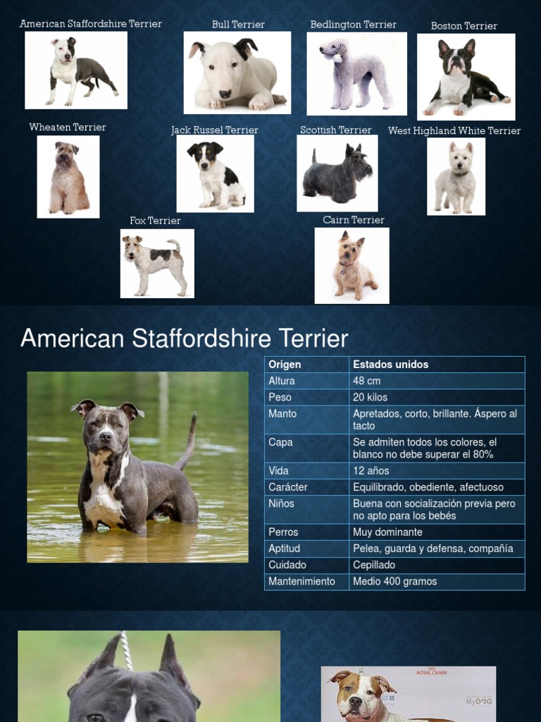 Terrier | PDF | Terriers | Bull terrier