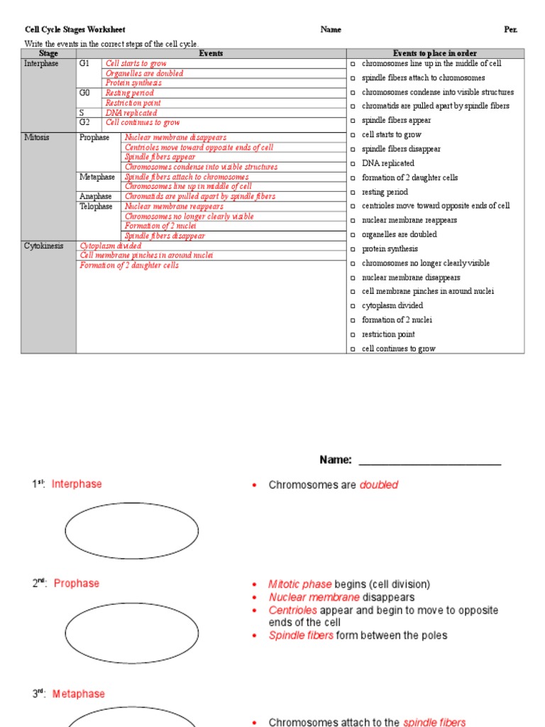 Cell Cycle Stages Worksheet Guide | PDF | Mitosis | Cell Cycle