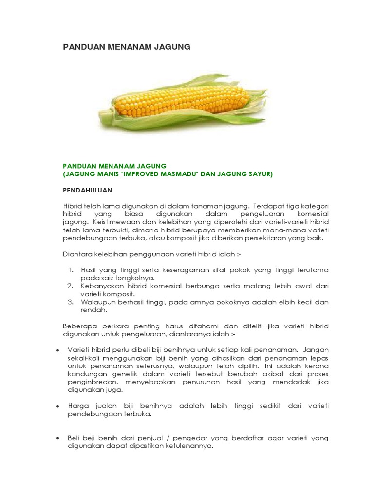 Panduan Menanam Jagung | PDF
