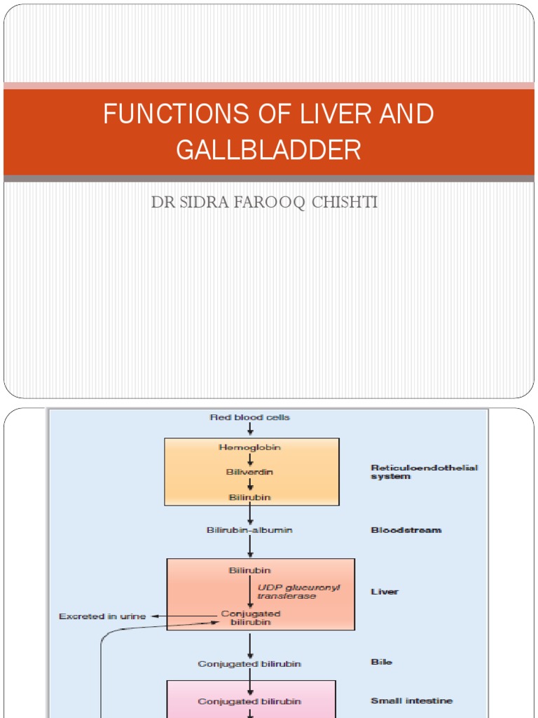 Functions of Liver and Gallbladder | PDF | Liver | Bile
