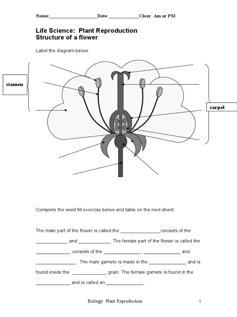 Life Science: Plant Reproduction Structure of A Flower: Stamen | PDF ...