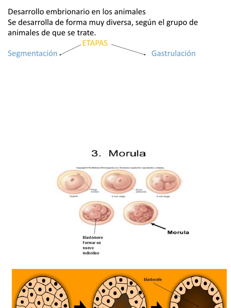 Desarrollo embrionario en los animales Se desarrolla de forma muy diversa, según el grupo de ...