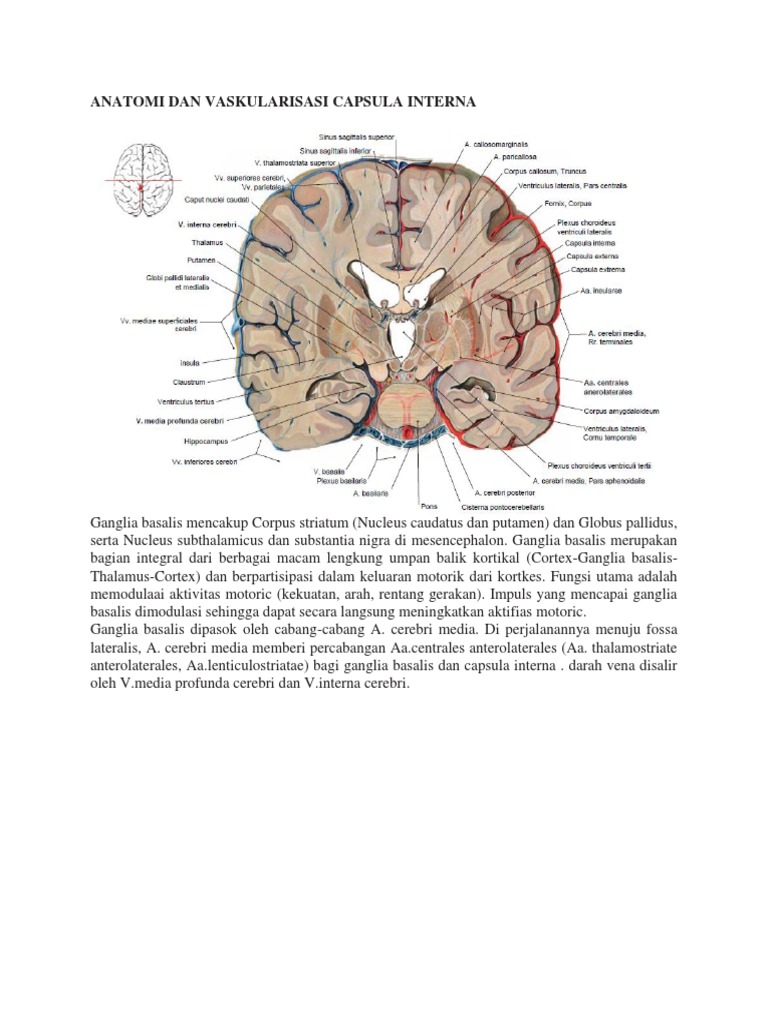 Anatomi dan Fungsi Kapsula Interna | PDF