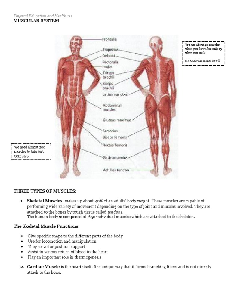 Physical Education and Health 111: We Need Almost 200 Muscles To Take ...