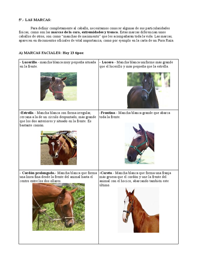 Ficha Marcas de Un Caballo | PDF | Caballos | Color