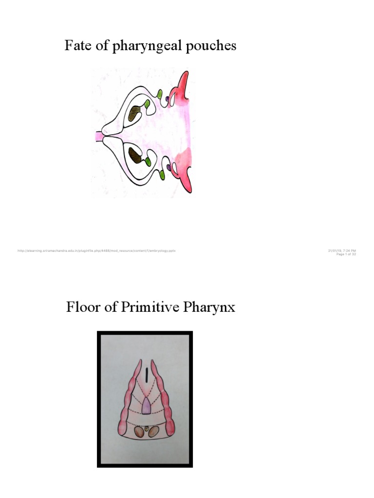 Embryology Charts | PDF | Anatomy | Animal Anatomy