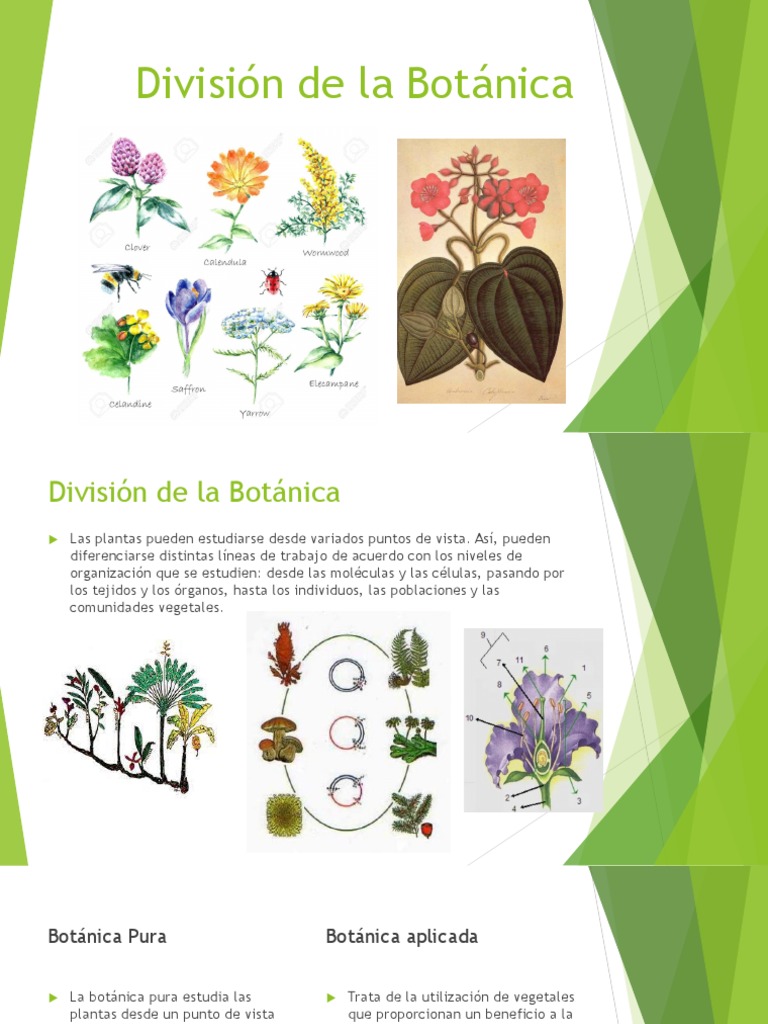 División de La Botánica | Botany | Plantas