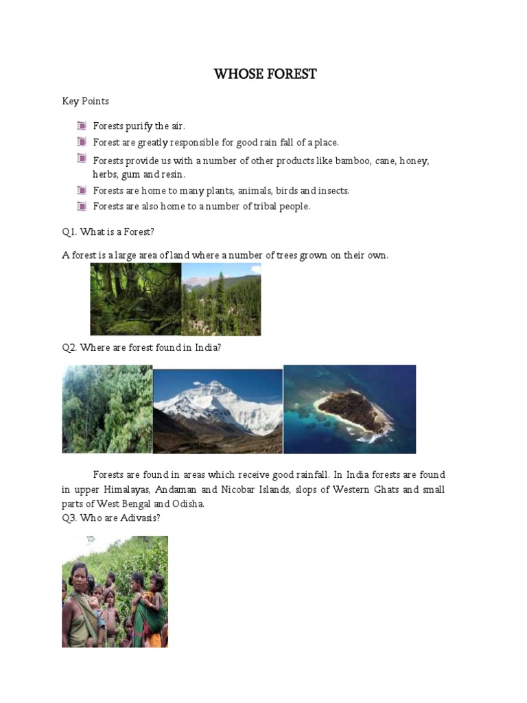 Understanding Forests and Adivasis | PDF | Trees | Plants