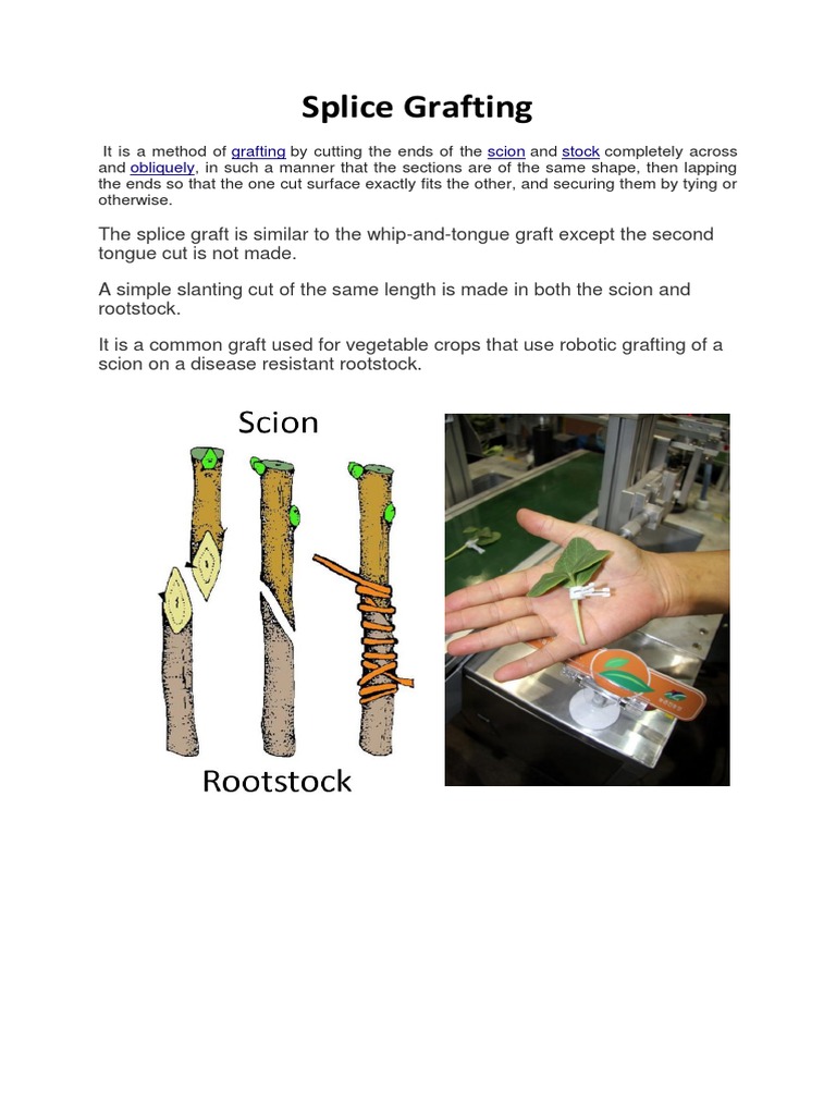 Splice Grafting | PDF