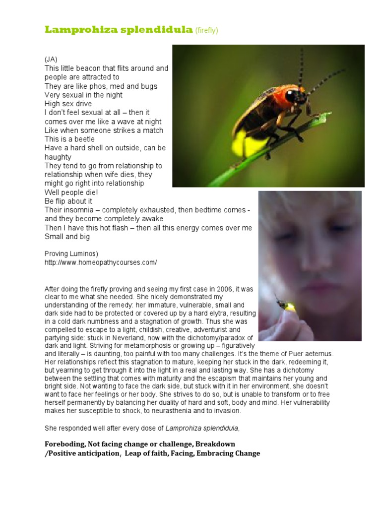 Lamprohiza Splendidula: (Firefly) | PDF