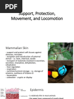 Animal Body Coverings Explained | PDF | Feather | Skin