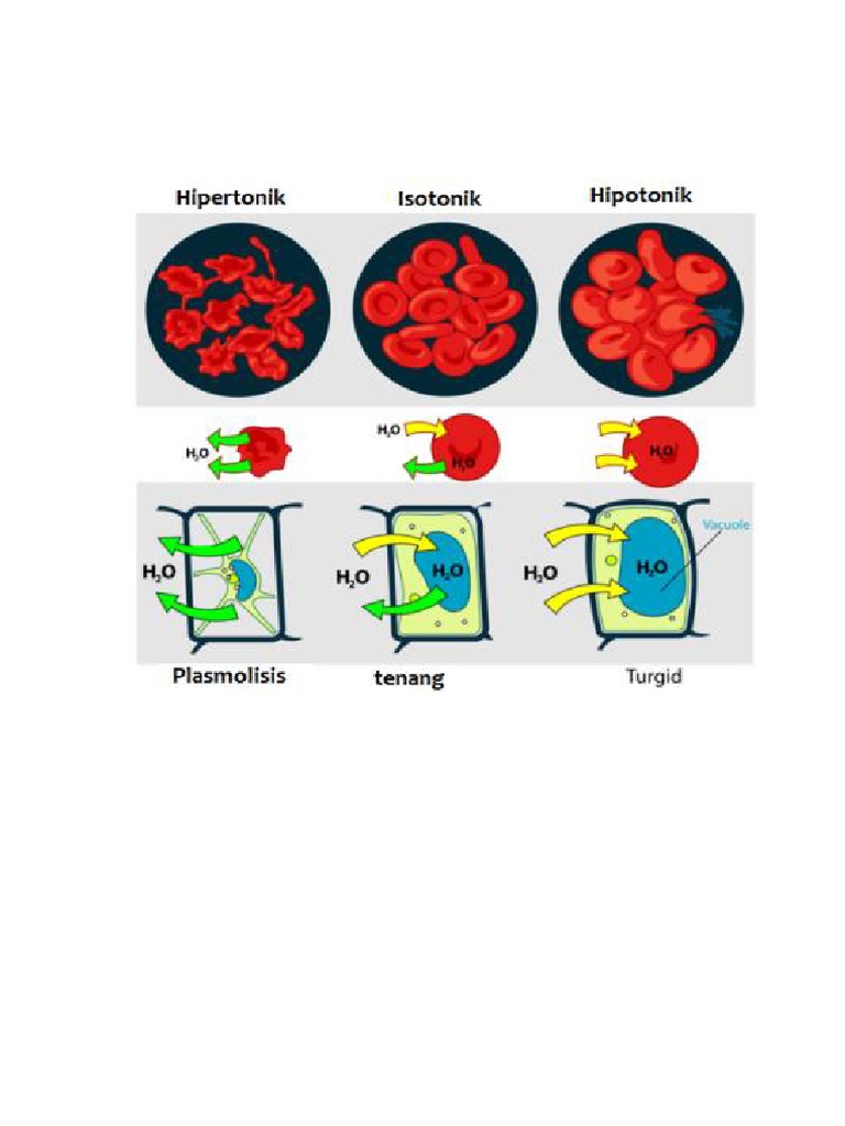 Cairan Hipotonik, Hipertonik, Dan Isotonik | PDF