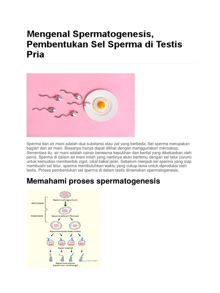 Spermatogenesis | PDF