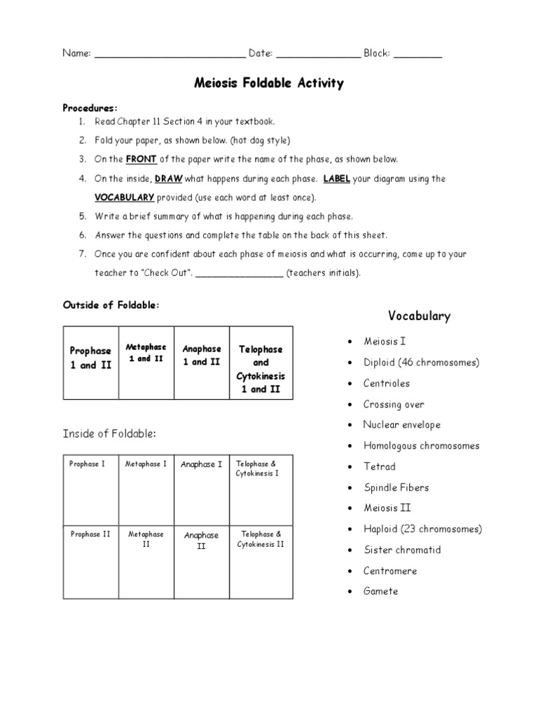 Meiosis Lab Foldable Activity | PDF | Meiosis | Ploidy