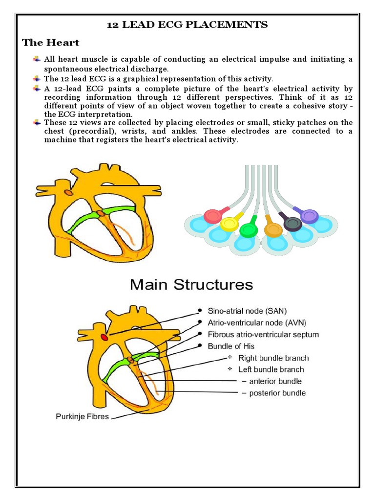 12 Lead Ecg Placements The Heart | PDF | Electrocardiography | Heart