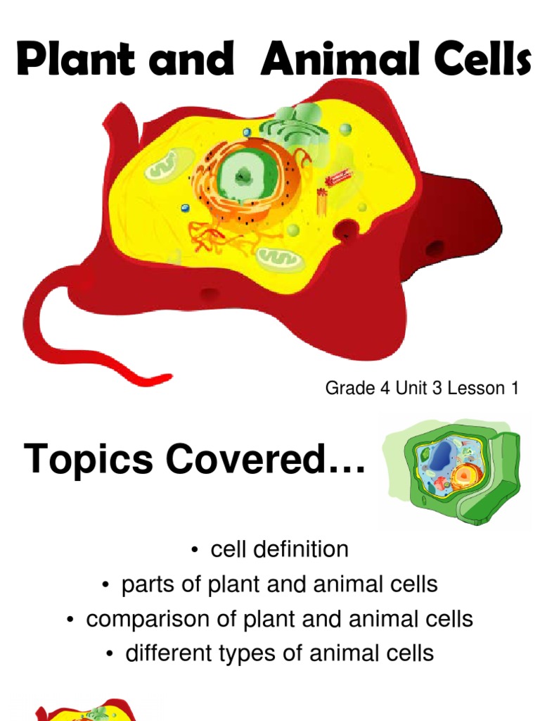 Grade 4 Unit 3 Lesson 1 Plant & Animal Cells PDF | PDF | Human Body ...