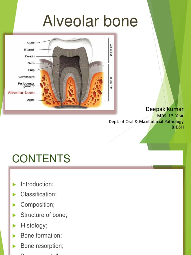 Alveolar Bone DR Deepak | PDF | Bone | Osteoblast