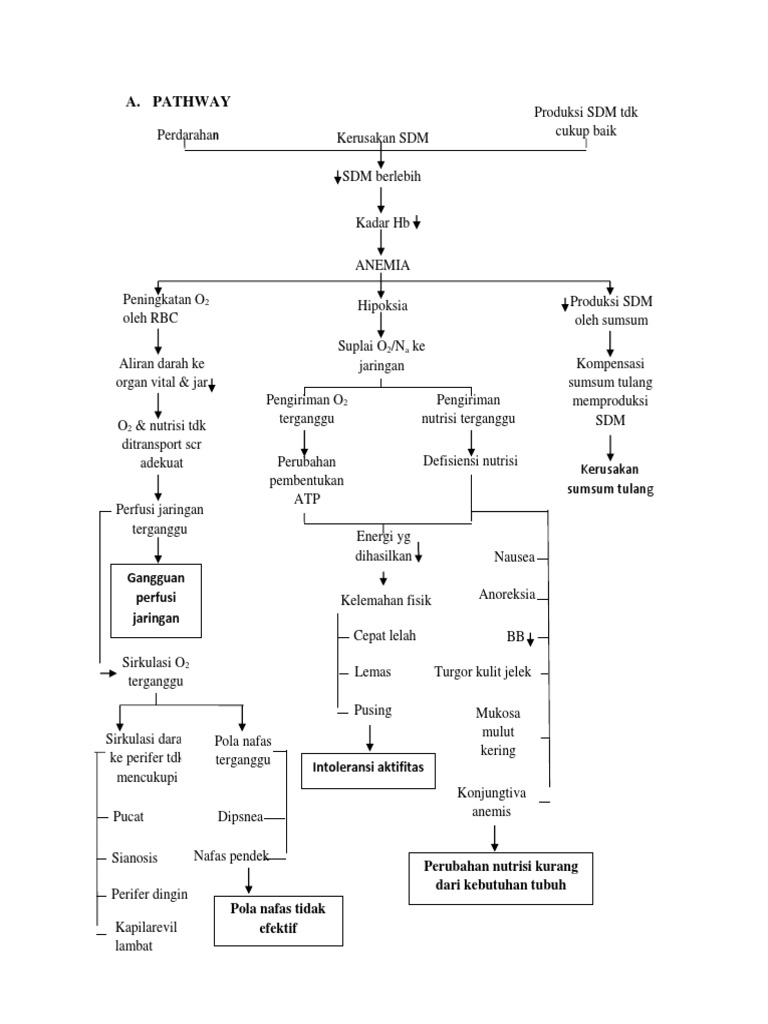 Patofisiologi Anemia | PDF