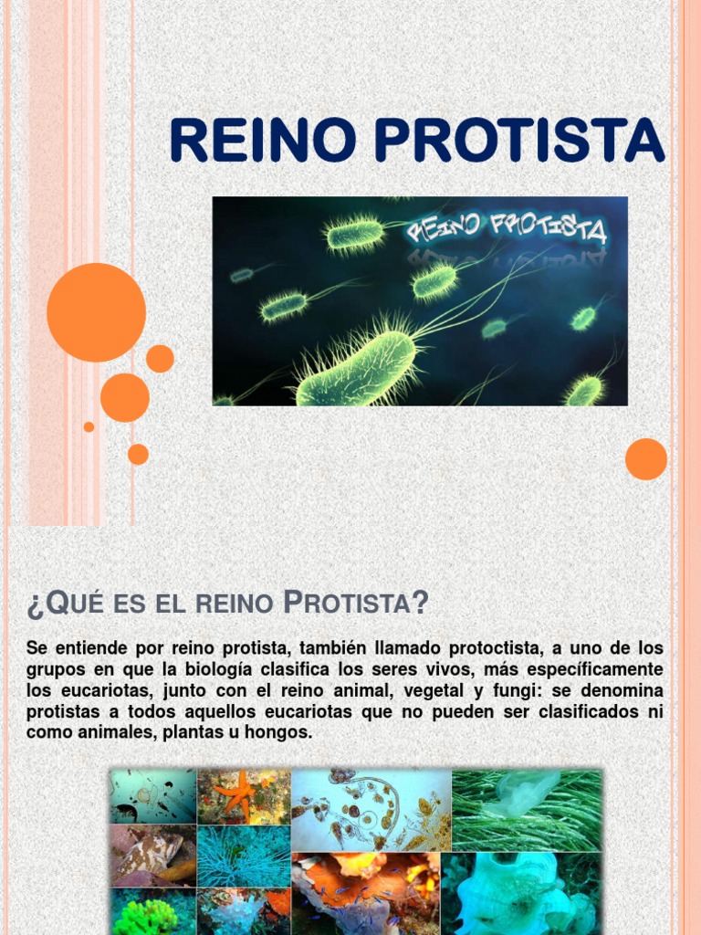 Reino Protista