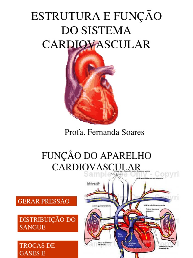 ESTRUTURA E FUNÇÃO Do Sistema Cardiovascular | PDF | Coração | Sistema ...