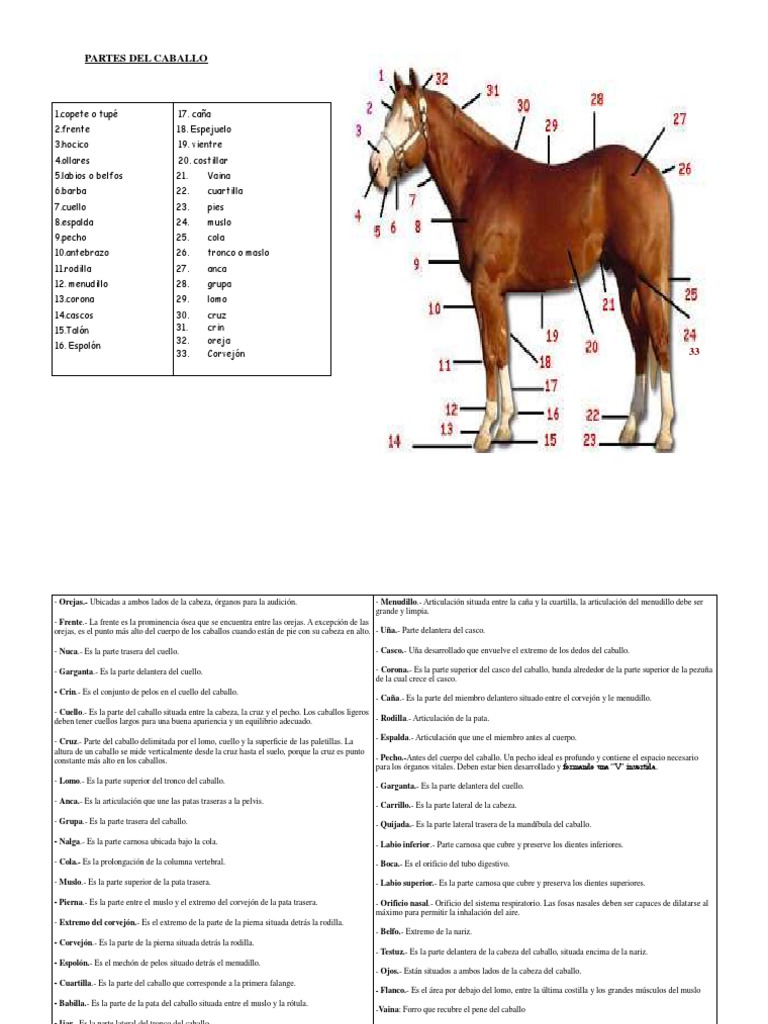 Partes del Cuerpo del Caballo | PDF | Caballos | Naturaleza