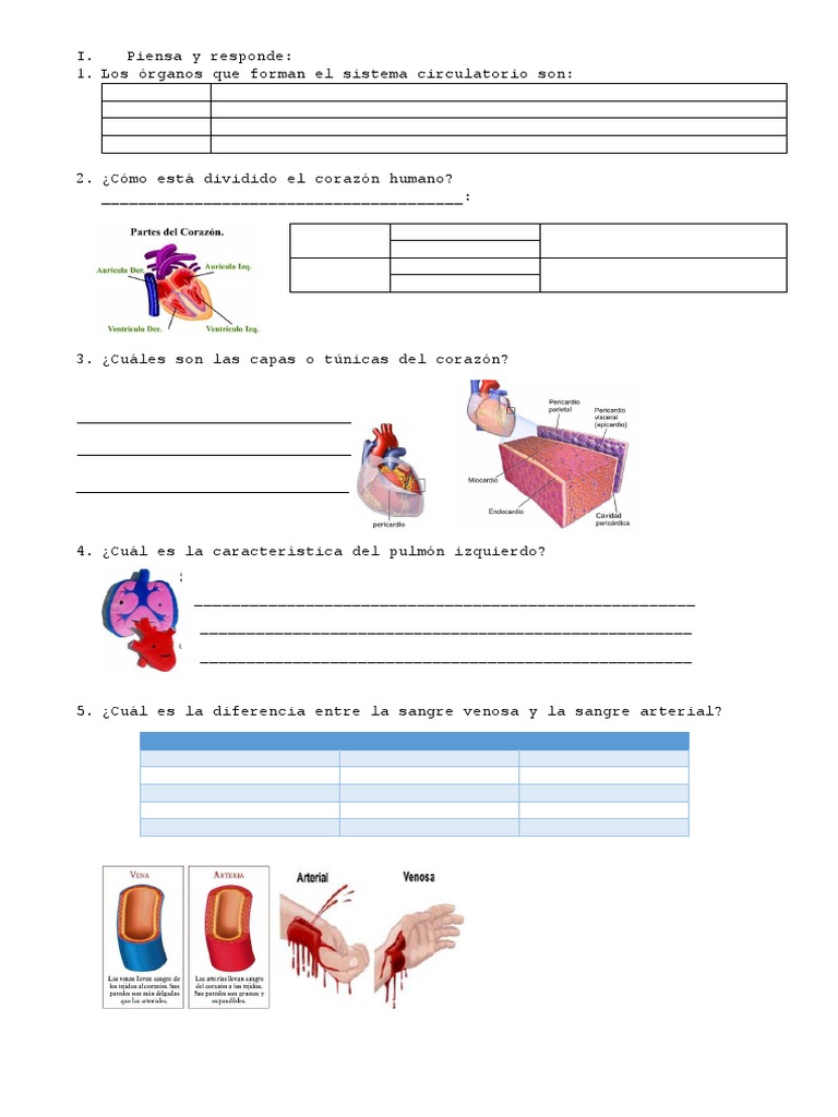 FICHA Sistema Circulatorio - para Llenar | PDF | Sistema circulatorio ...