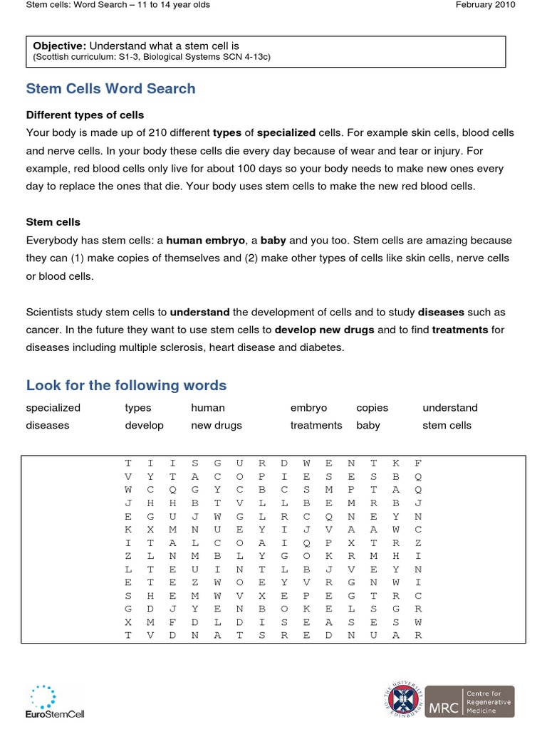 Stem Cells Word Search 11-14 | PDF | Stem Cell | Embryo