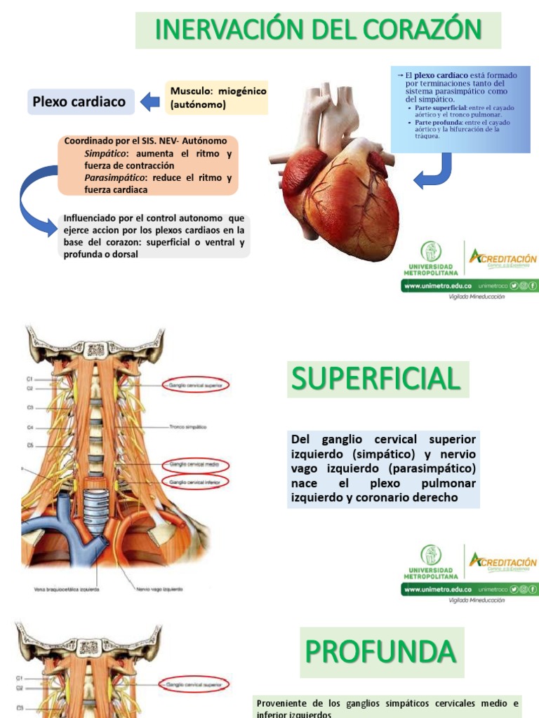 Inervación Del Corazón: Plexo cardiaco | Corazón | Neuroanatomía