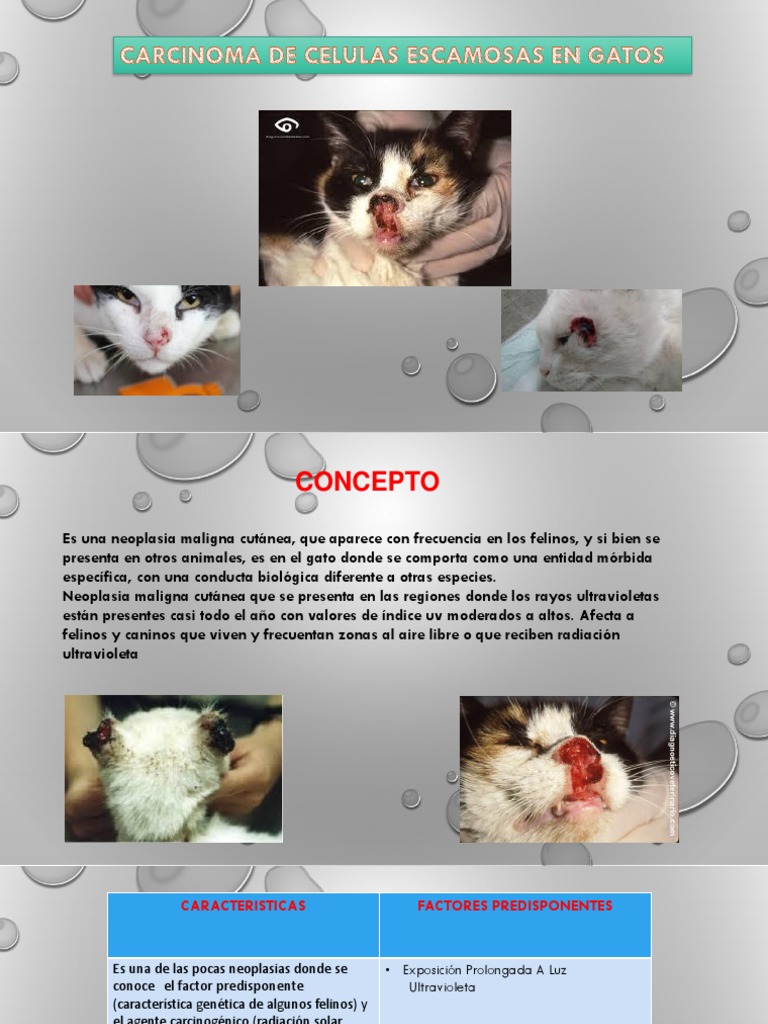 Carcinoma Escamoso en Gatos: Diagnóstico y Tratamiento | PDF | Piel ...