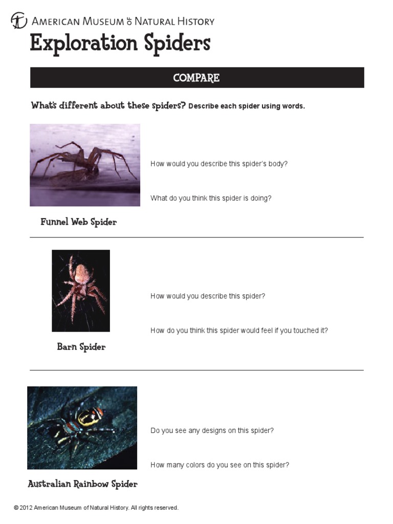 Exploration Spiders | PDF | Spider | Question