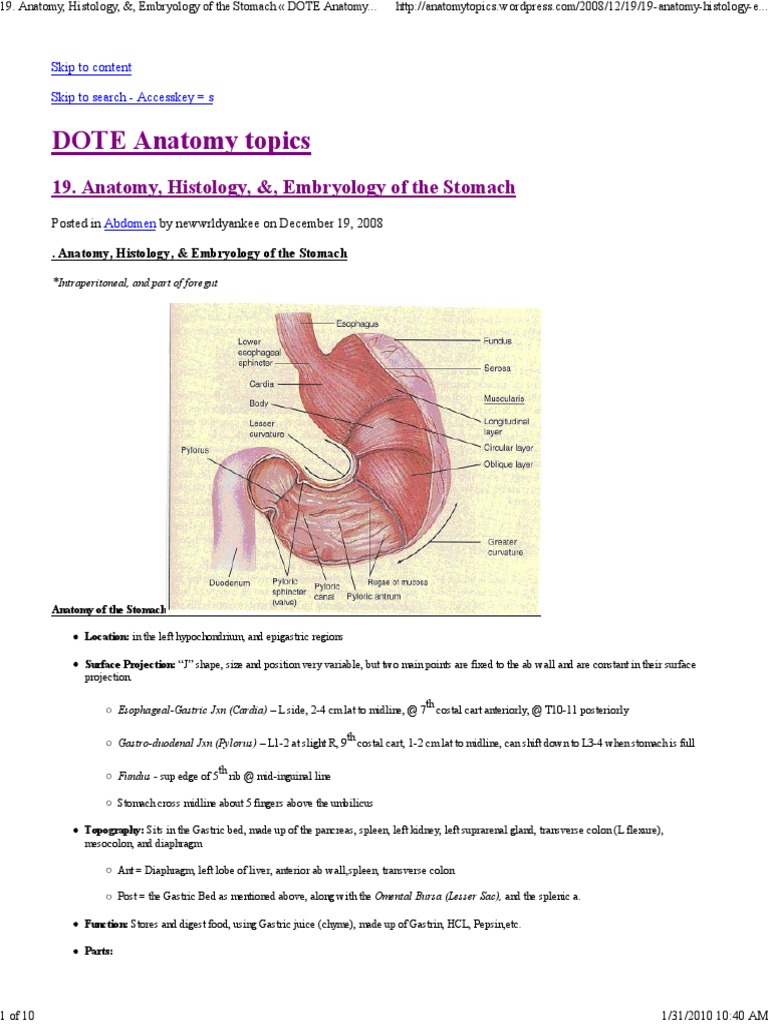 The Anatomy, Histology and Development of The Stomach PDF | PDF ...