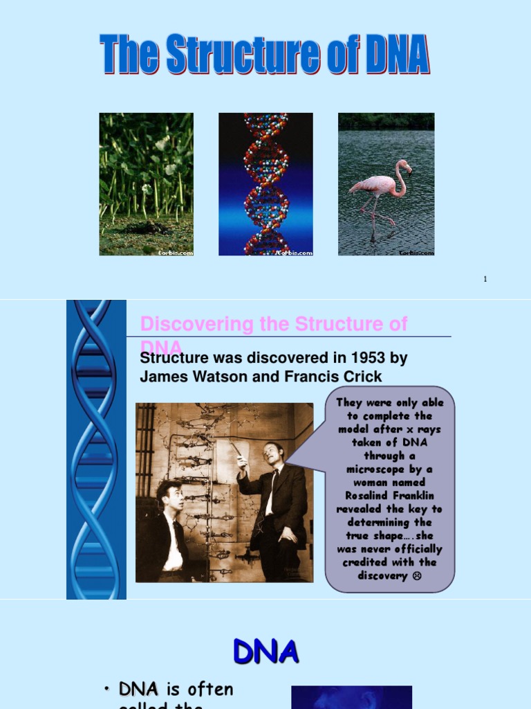 16 DNA Structure | PDF | Nucleotides | Dna