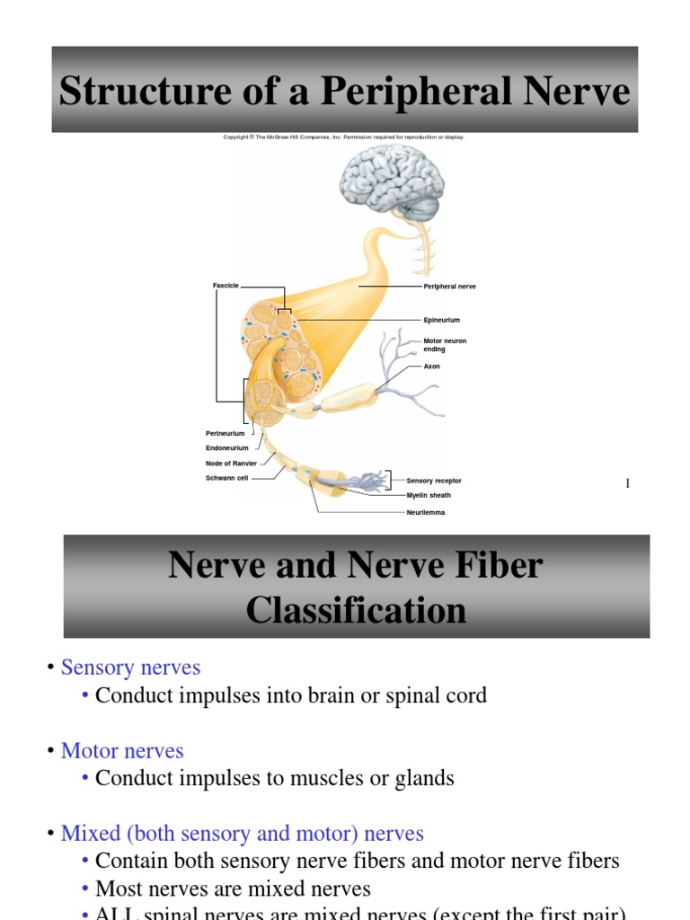 Structure of A Peripheral Nerve | Download Free PDF | Arm | Nerve