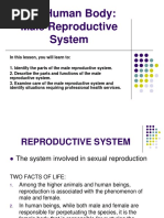 Male Reproductive System | PDF | Reproductive System | Human Body
