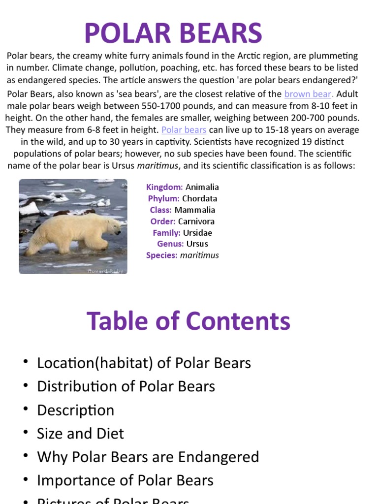 POLAR BEARS-Biology Project | PDF | Polar Bear | Bears