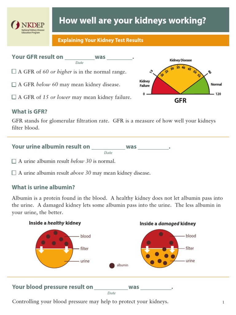 Explaining Kidney Test Results 508 PDF | PDF | Renal Function | Chronic ...