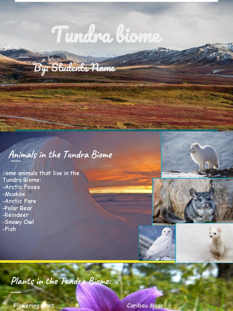 Tundra Biome Project | PDF