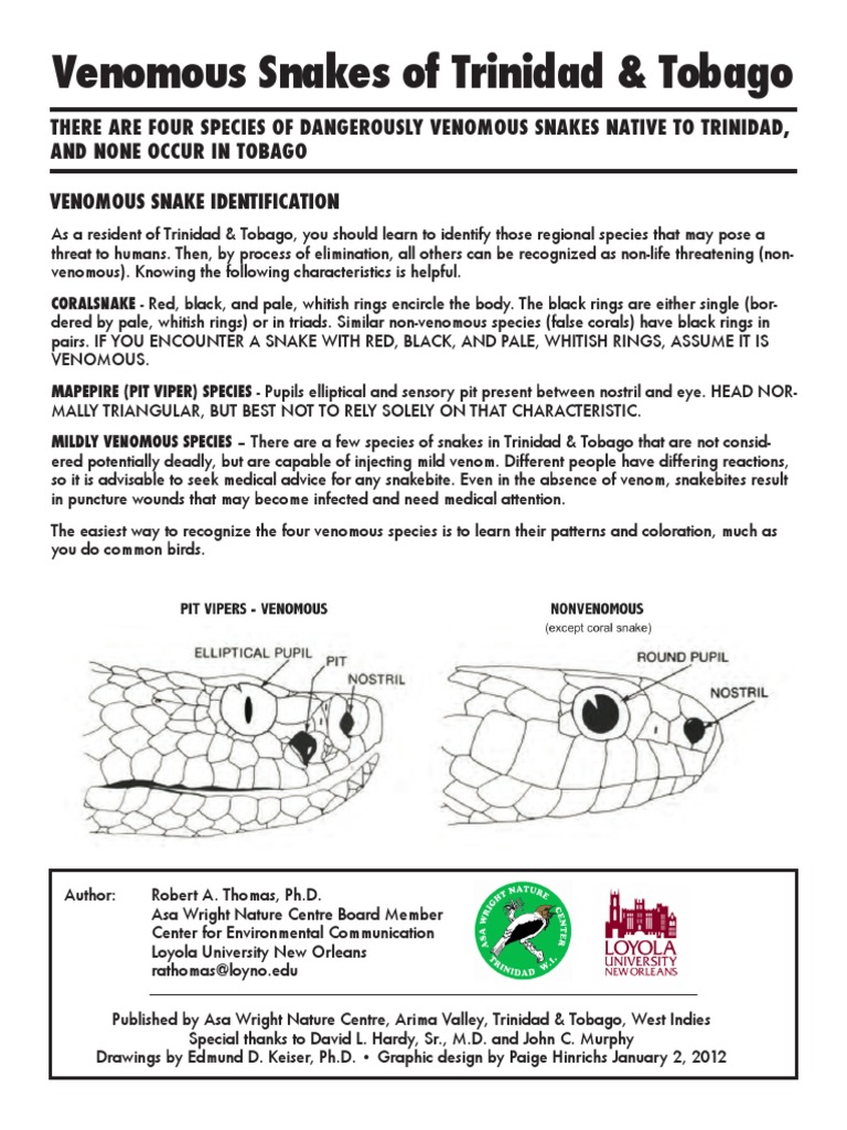 Venomous Snakes of Trinidad & Tobago | PDF | Snake | Squamata