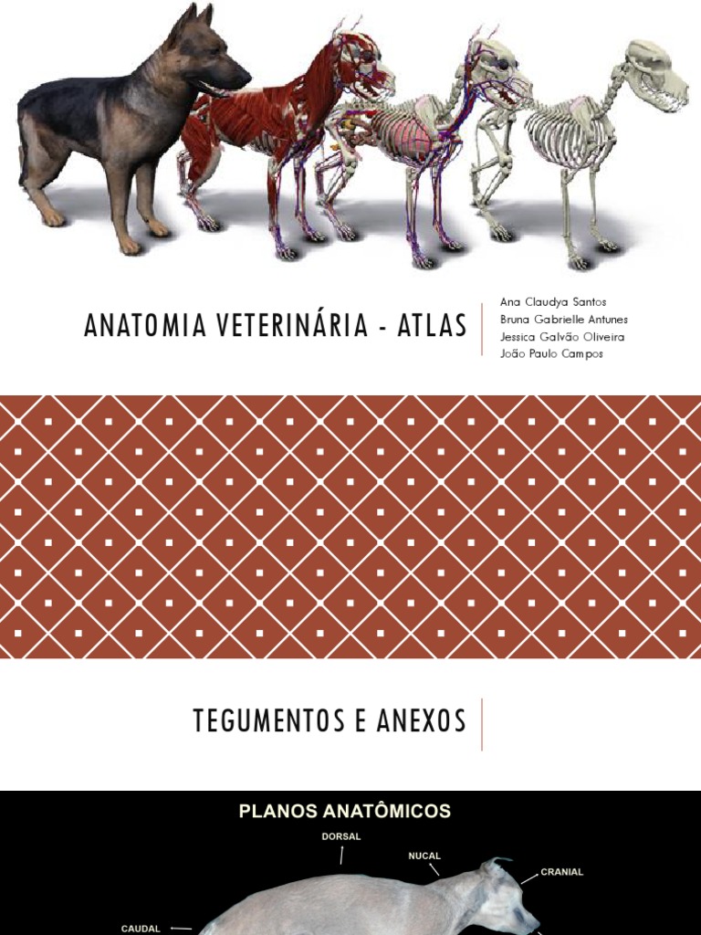 Anatomia Veterinaria Atlas PDF | PDF