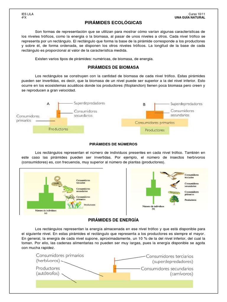 Pirámides Ecológicas: Guía Completa | PDF | Biomasa | Ecología de sistemas