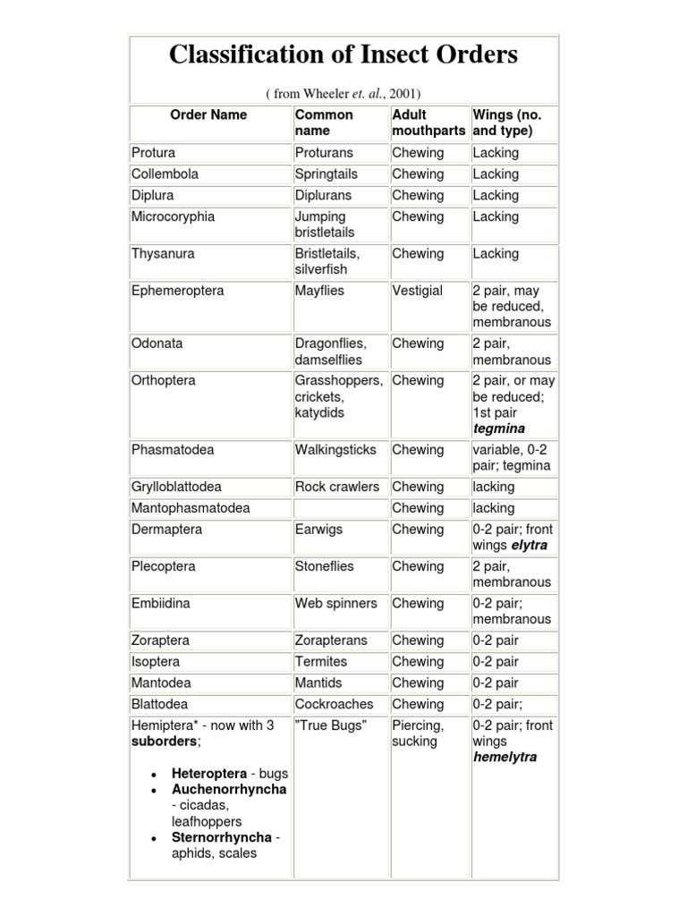 Classification of Insect Orders and Their Wing Traits | PDF | Insects | Fly