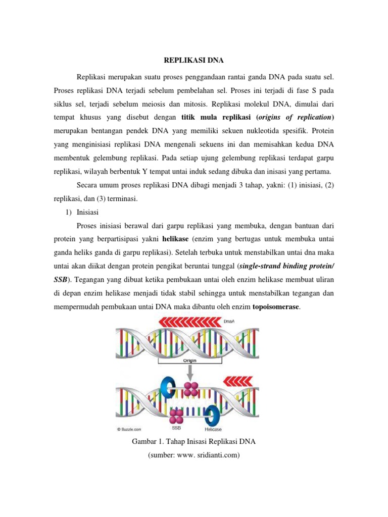 Proses Replikasi DNA: Tahapan dan Enzim | PDF