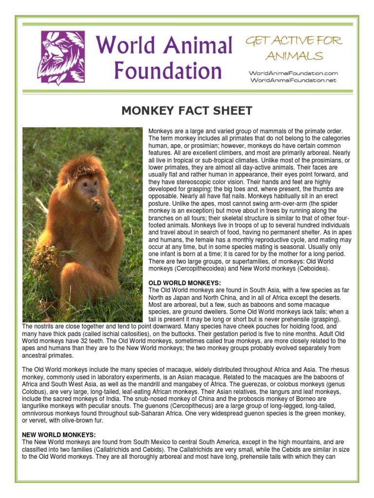 Monkey | PDF | Monkey | Nature
